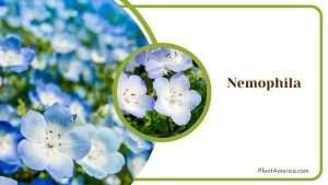10 Plants That Start With N: Complete List with Details - Plant America