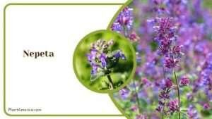 10 Plants That Start With N: Complete List with Details - Plant America