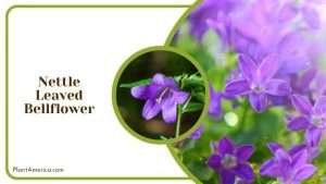 10 Plants That Start With N: Complete List with Details - Plant America
