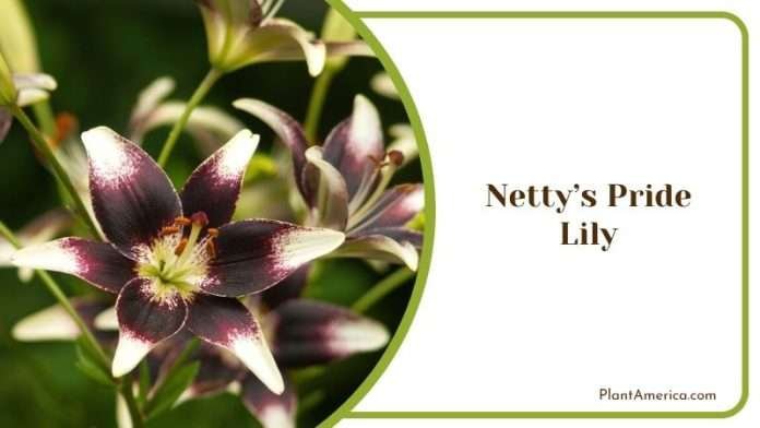18 Dark Lilies to Satisfy Your Dramatic Gardening Aesthetics - Plant ...
