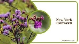 10 Plants That Start With N: Complete List with Details - Plant America