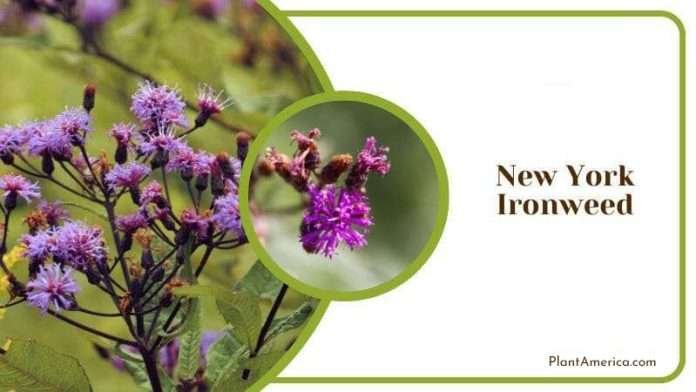 10 Plants That Start With N: Complete List with Details - Plant America