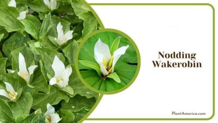 10 Plants That Start With N: Complete List with Details - Plant America