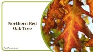 10 Trees Native to Ohio: Vibrant Greens - Plant America