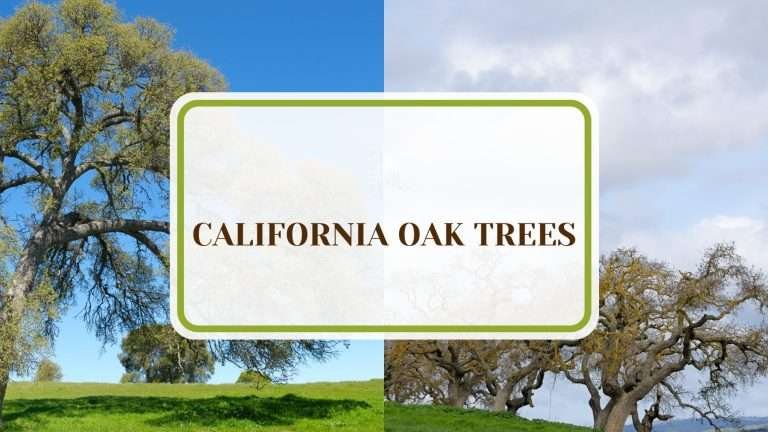 16 California Oak Trees That Thrive in Most Climates - Plant America