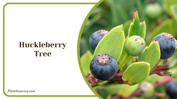 5 Trees With Black Berries: Fruitful Ones that Add Beauty - Plant America
