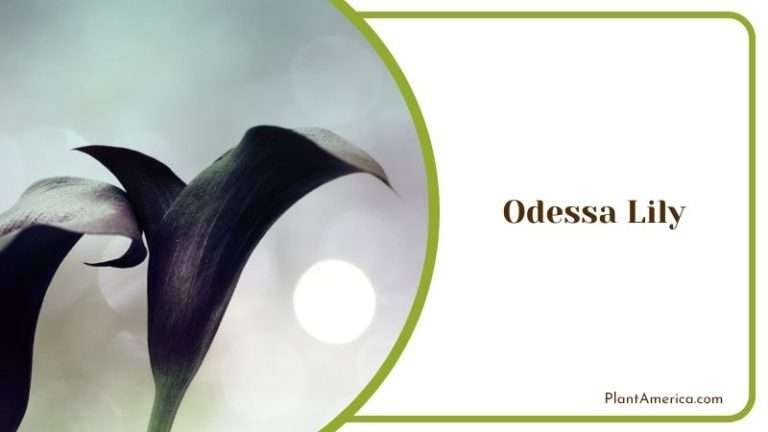 18 Dark Lilies to Satisfy Your Dramatic Gardening Aesthetics - Plant ...