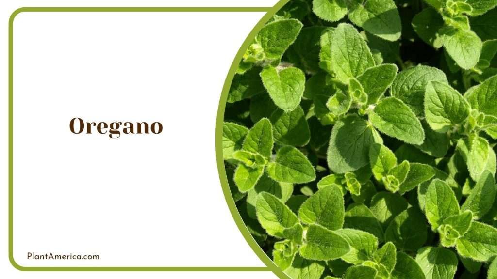 13 Yarrow Companion Plants: New Additions to Your Garden - Plant America