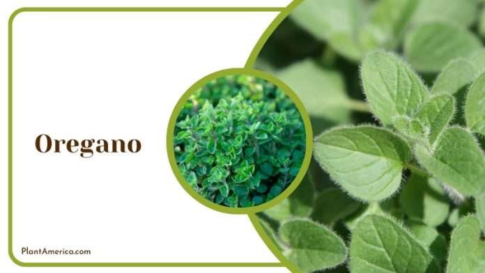 6 Plants with Square Stems: Best Herbs to Plant - Plant America