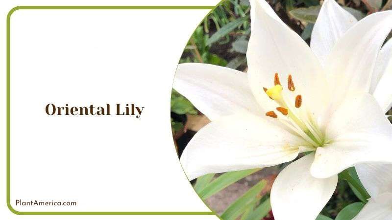 12 Lily White Flowers: Pretty Blooms for Indoors and Outdoors - Plant ...