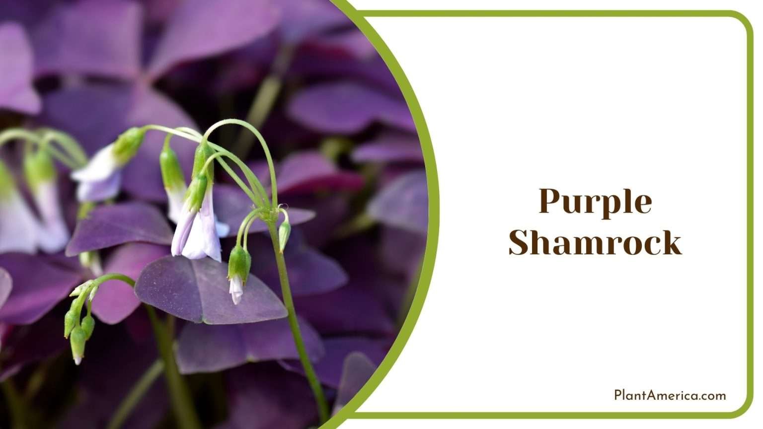 17 Purple Stemmed Plants With Purple and Green Leaves - Plant America