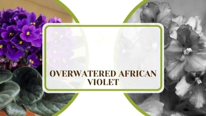 Overwatered African Violet: Tips to Save a Collapsing Plant - Plant America