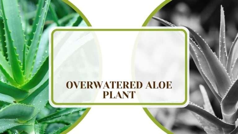 Overwatered Aloe Plant: Easy Steps to Reverse Waterlogged Conditions ...