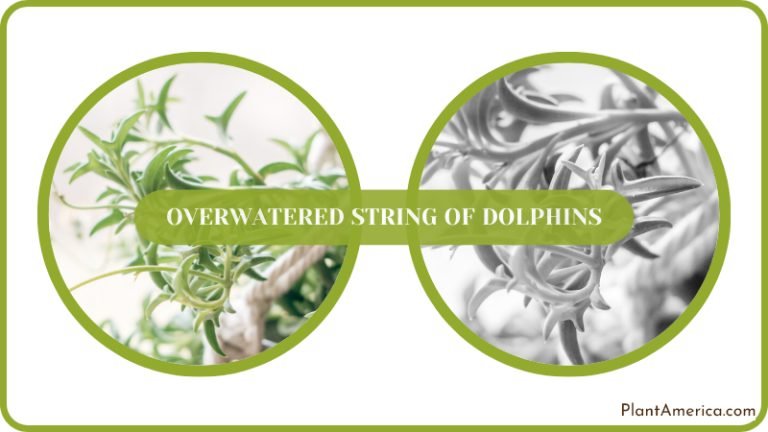 Overwatered String of Dolphins: Corrective Guide - Plant America