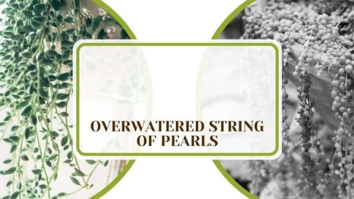 Overwatered String of Pearls: The Guide for Saving the Pearly Beauty ...