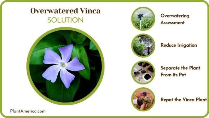 Overwatered Vinca: Guide to Reviving the Dying Plant - Plant America