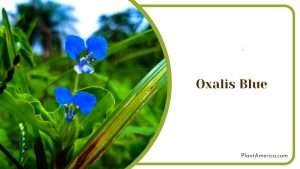19 Blue Weeds: Identify and Eliminate the Most Common Ones - Plant America