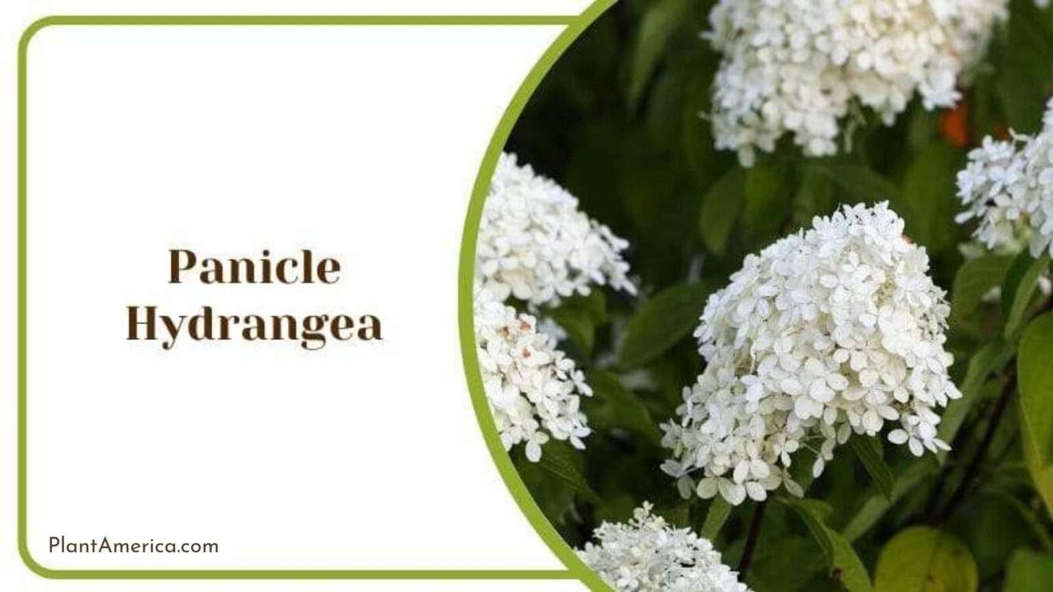 14 Flowers That Look Like Hydrangea for Enhancing Garden Beauty - Plant ...