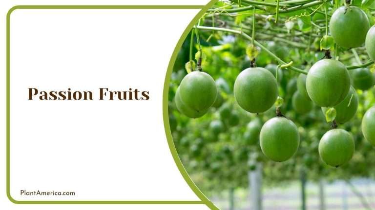 10 Fruits That Grow on Vines: Useful List of Fruit-bearing Plants ...