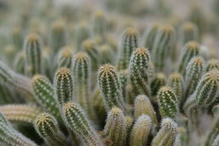 15 Cute Cactus Plants: A List Packed With Fuzzy Plants - Plant America