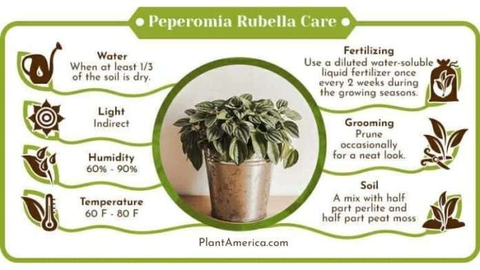 Peperomia Rubella: Learn to Care for this Attractive Vining Plant ...