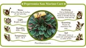 Peperomia San Marino: The Best Care Guide for Plant Enthusiasts - Plant ...