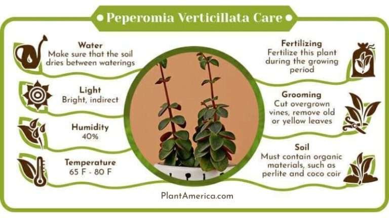 Peperomia Verticillata: A Beautiful and Stunning Red Log Succulent ...