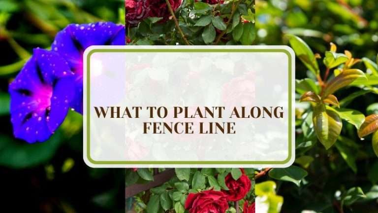 What to plant along fence line: 10 Perfect Options - Plant America