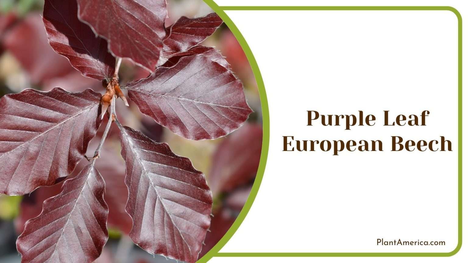 Purple Leaf Tree: List of the Best Ones For Your Garden - Plant America