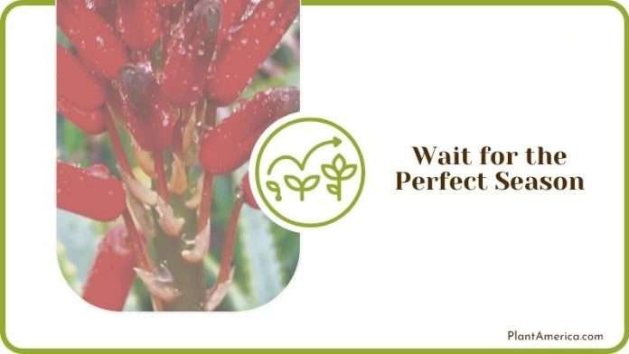 How to Deadhead Red Hot Poker Plants Using This Simple Guide - Plant ...