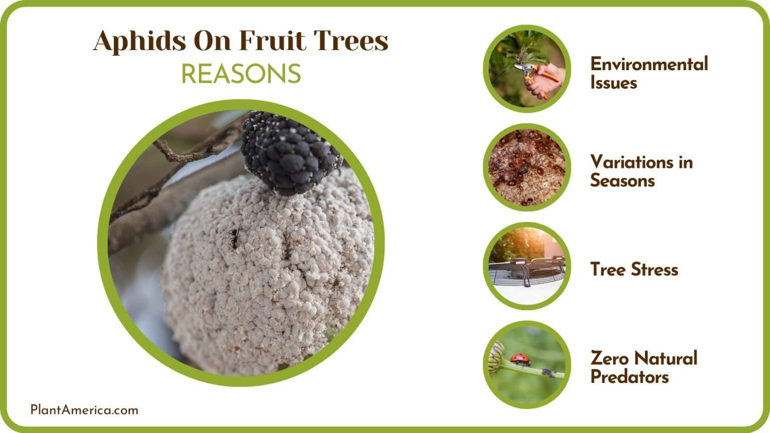 Aphids On Fruit Trees: Reasons and Resolution for the Issue - Plant America