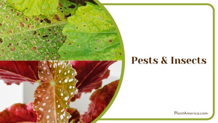 Begonia Darthvaderiana: Care and Grow Guide for the Rare Plant - Plant ...