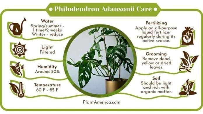 Philodendron Adansonii: Expert Care Tips for This Ornamental Plant ...
