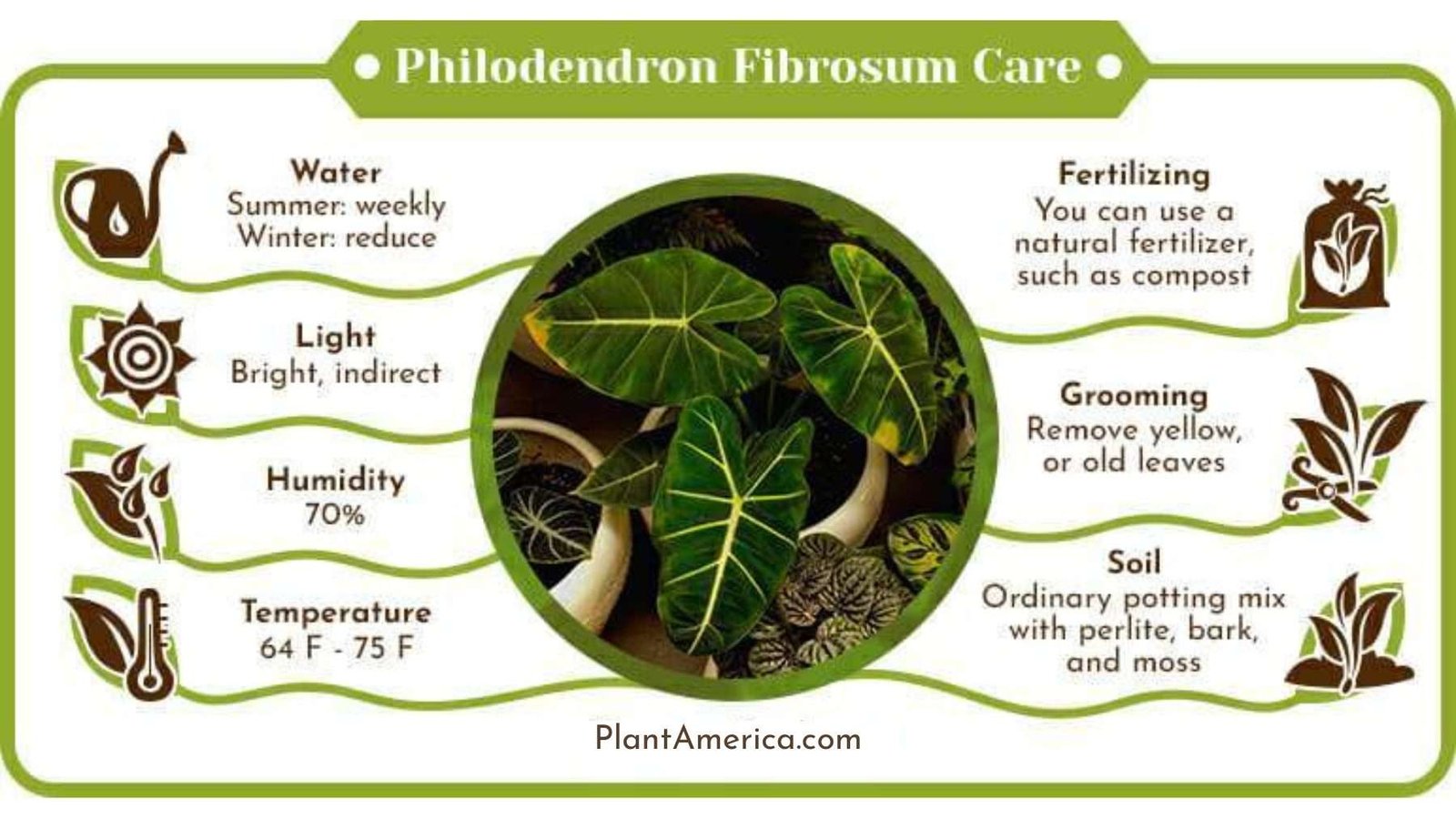 Philodendron Fibrosum: Care Tips for this Large-Leaved Plant - Plant ...