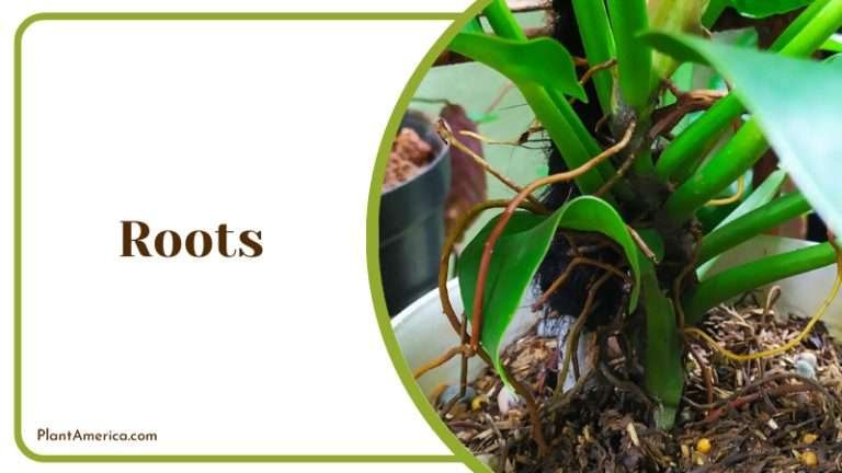 Philodendron Joepii: Care Guide for an Almost-Extinct Philodendron ...