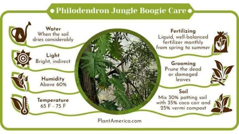 Philodendron Jungle Boogie: Care Tips to Growing a Tiger Tooth Plant ...