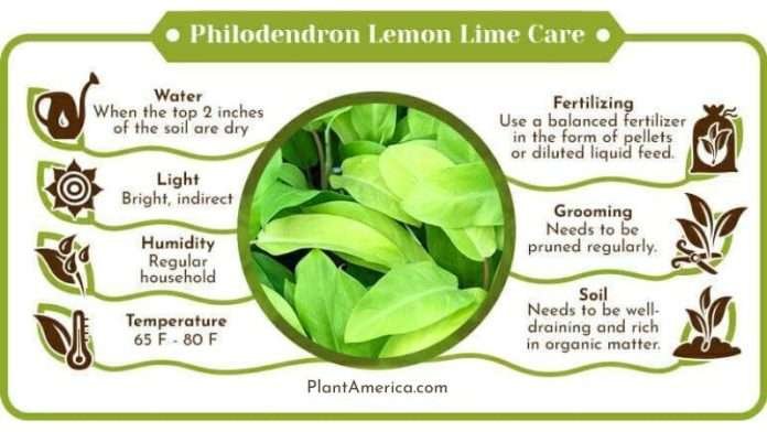 Philodendron Lemon Lime: Care for This Trailing Beauty in Home Gardens ...