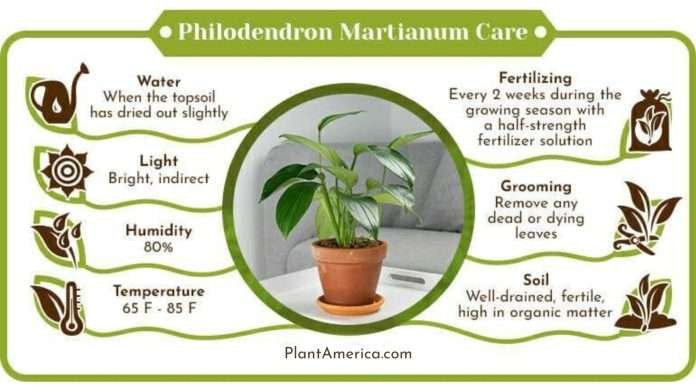 Philodendron Martianum Care: Everything You Need to Know - Plant America