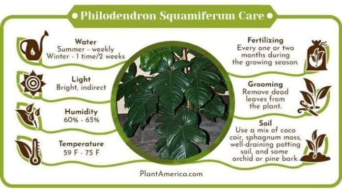 Philodendron Squamiferum: Comprehensive Care and Grow Guide - Plant America