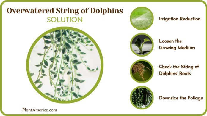 Overwatered String of Dolphins: Corrective Guide - Plant America