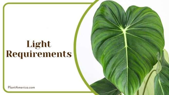 Philodendron Serpens: A Complete Guide for Happy Plants - Plant America