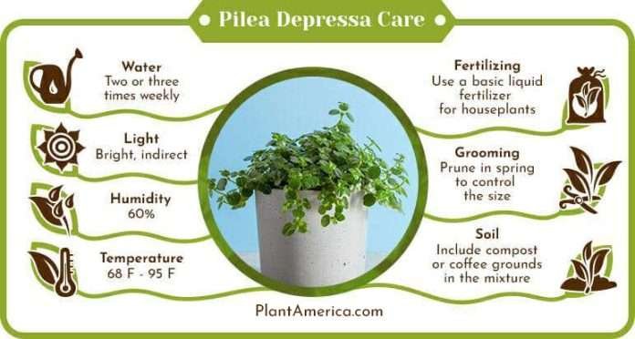 Pilea Depressa: The Plant That Will Always Stay Young - Plant America