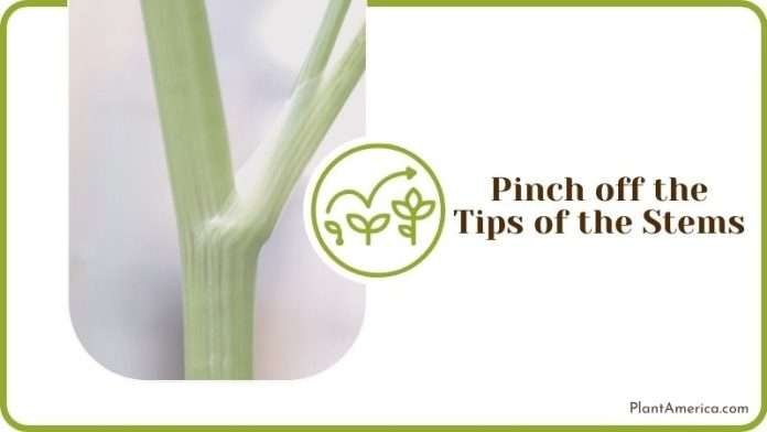 How To Prune Geraniums for Better Growth: Detailed Guide - Plant America