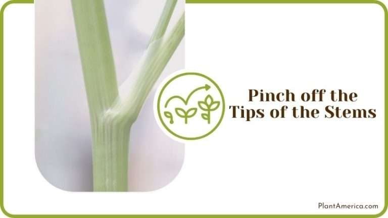 How To Prune Geraniums for Better Growth: Detailed Guide - Plant America