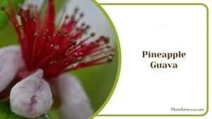 13 Spiky Red Flower: Types of Unusual but Beautiful Blooms - Plant America