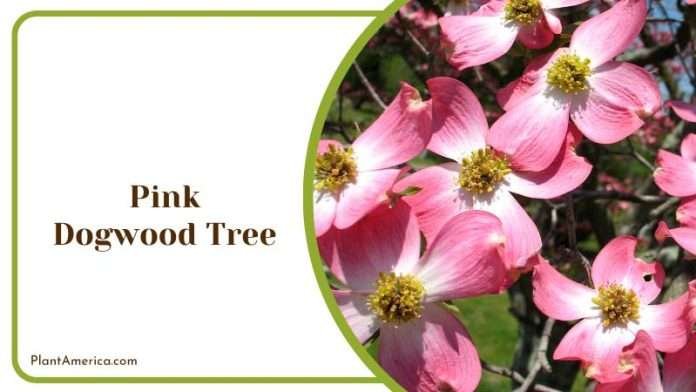 18 Pink Flowering Trees in Texas to Beautify Your Yard - Plant America
