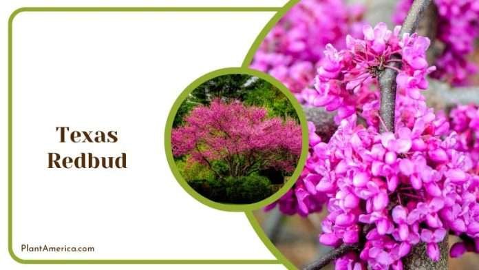 18 Pink Flowering Trees in Texas to Beautify Your Yard - Plant America