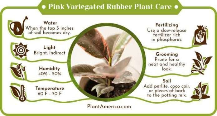 Pink Variegated Rubber Plant: Care Tips You Wish You Knew Earlier ...