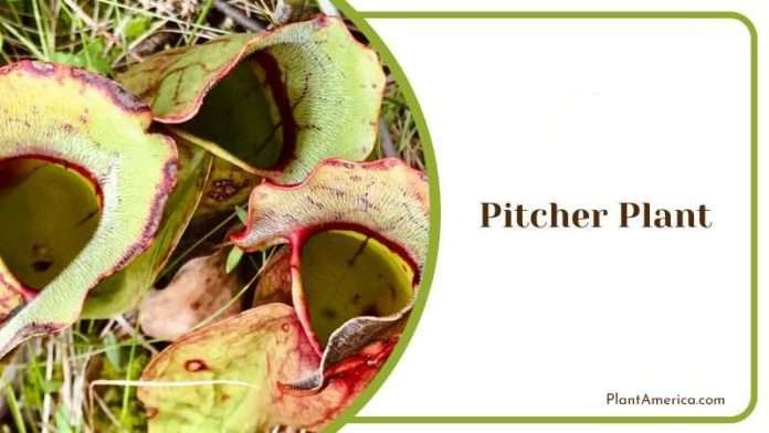 15 Plants That Eat Bugs: Carnivorous Choices - Plant America