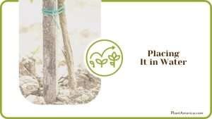 How to Propagate Vine Plants: Giving Your Greens a New Home - Plant America